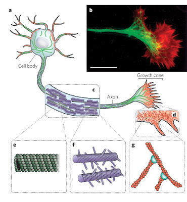 Cytoskeleton - Microfilaments, Intermediate filaments and Microtubules