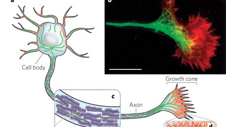 Microfilament Of The Cytoskeleton