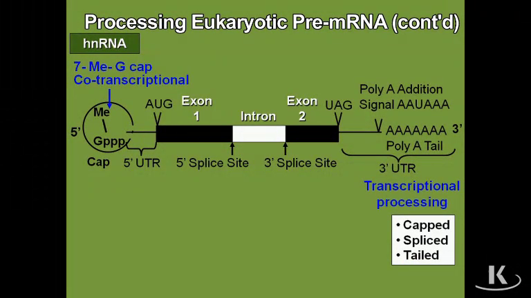 Knowledge Is Power: Eukaryotic Transcription Unit