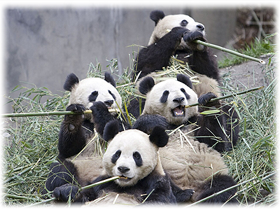 PANDA HABITAT: PANDARIFIC