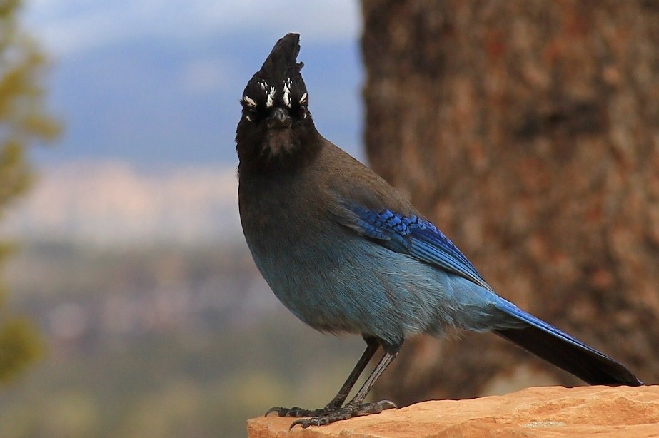 Birds ~ Birds ~ Birds: Stellar Jay
