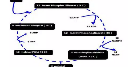 Pengertian dan Gambar Tahapan Siklus Calvin Pada Tumbuhan - Isplbwiki.net