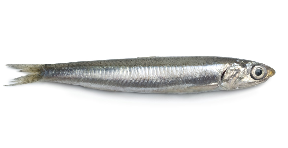 POVERIMABELLIEBUONI: ACCIUGHE IN SAOR PER IL CALENDARIO DEL CIBO ...