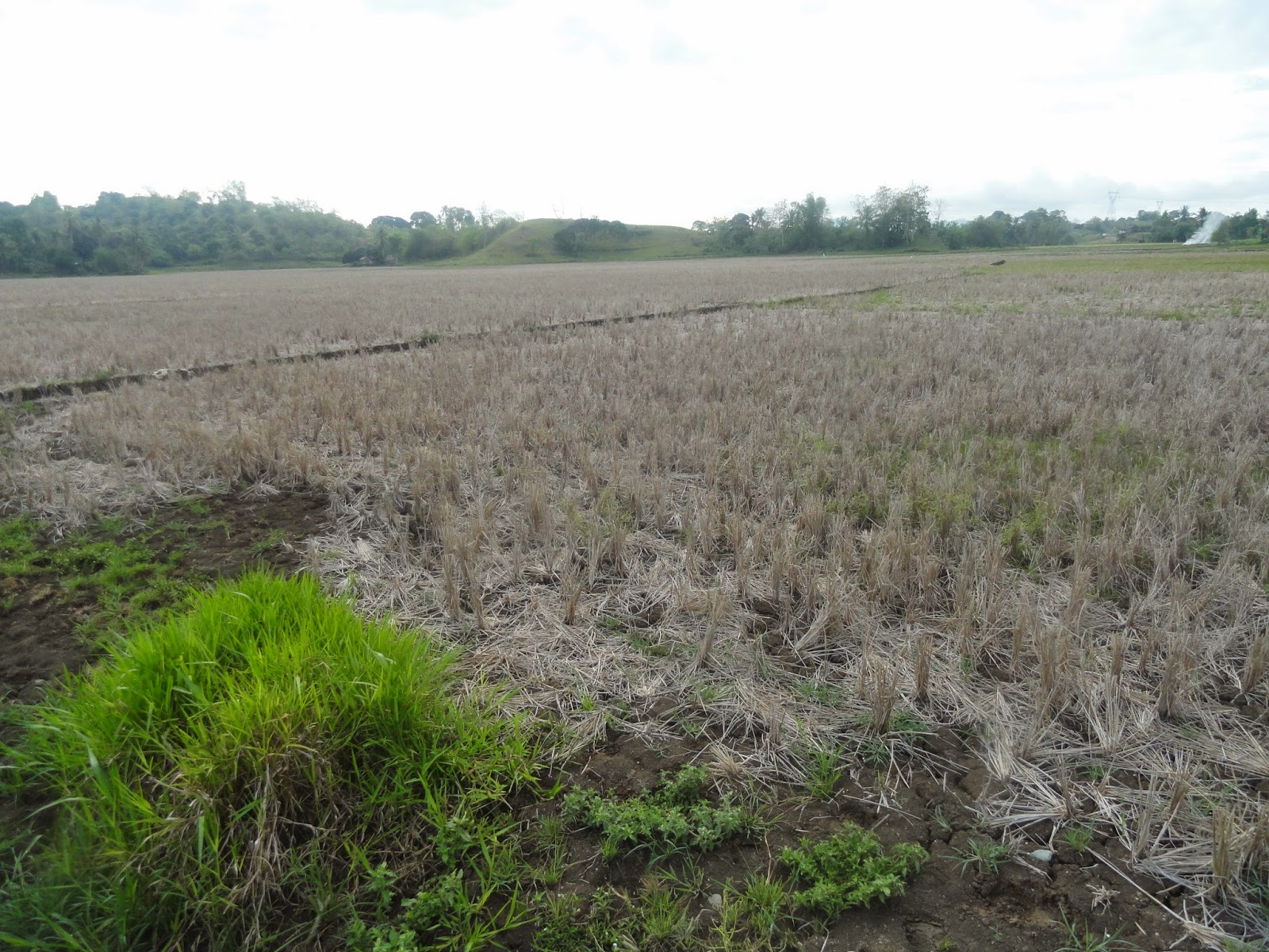 Zamboanga del Sur Properties: FOR SALE: 3 HECTARES IRRIGATED RICE-FIELD ...