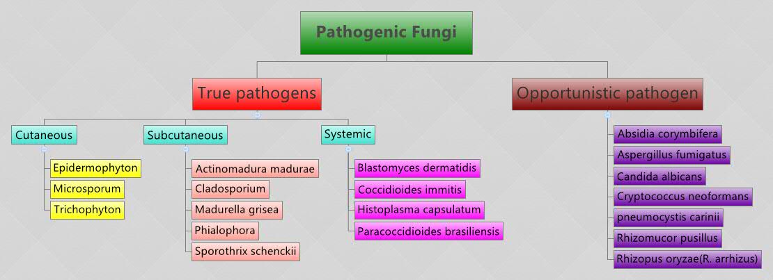 Gross classification of medically important fungi!!!