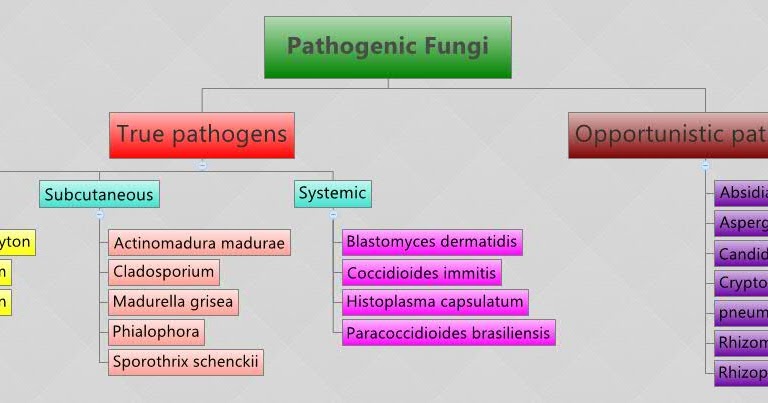 Gross classification of medically important fungi!!!