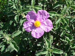Graubehaarte Zistrose aus Kreta.(Cistus Incanus from Creta) - Labdanum ...