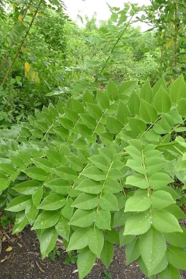 Wonder Fruits, Plants and Seeds: Kaalaman Tungkol sa MADRE DE CACAO at ...