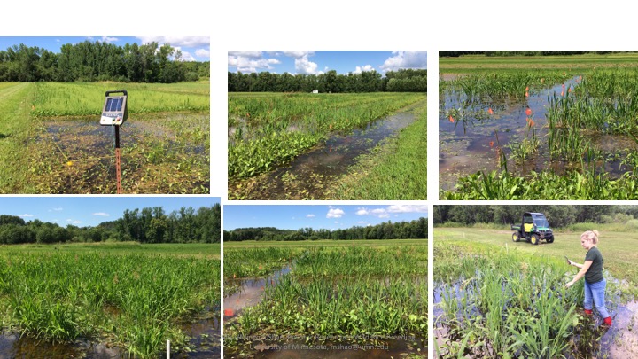 American Wild Rice: Plant_flower_seed_grain_food_from wild rice