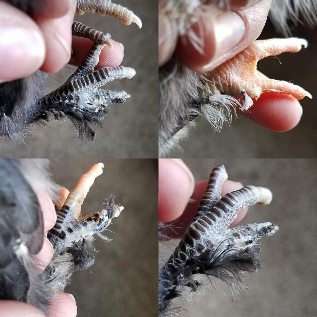 Off-Grid Home Sweet Home: Dominant Copper...