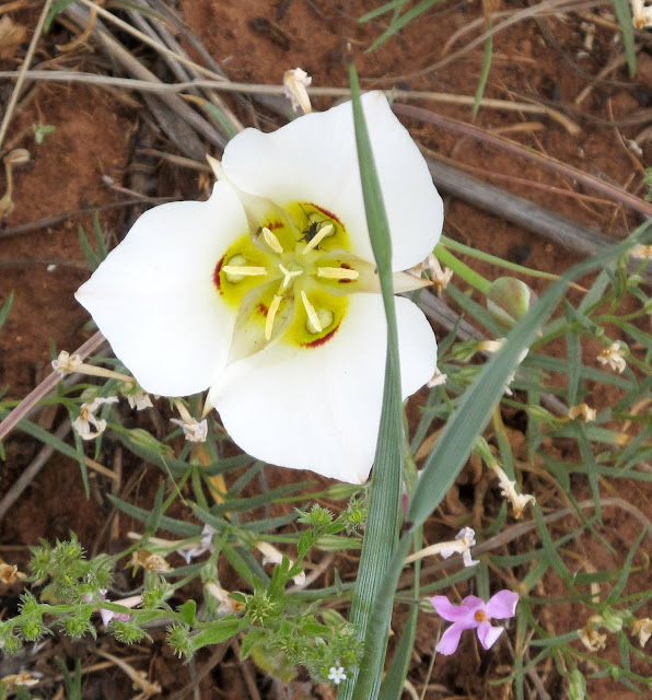 Janie and Steve, Utah Trails: June Flowers