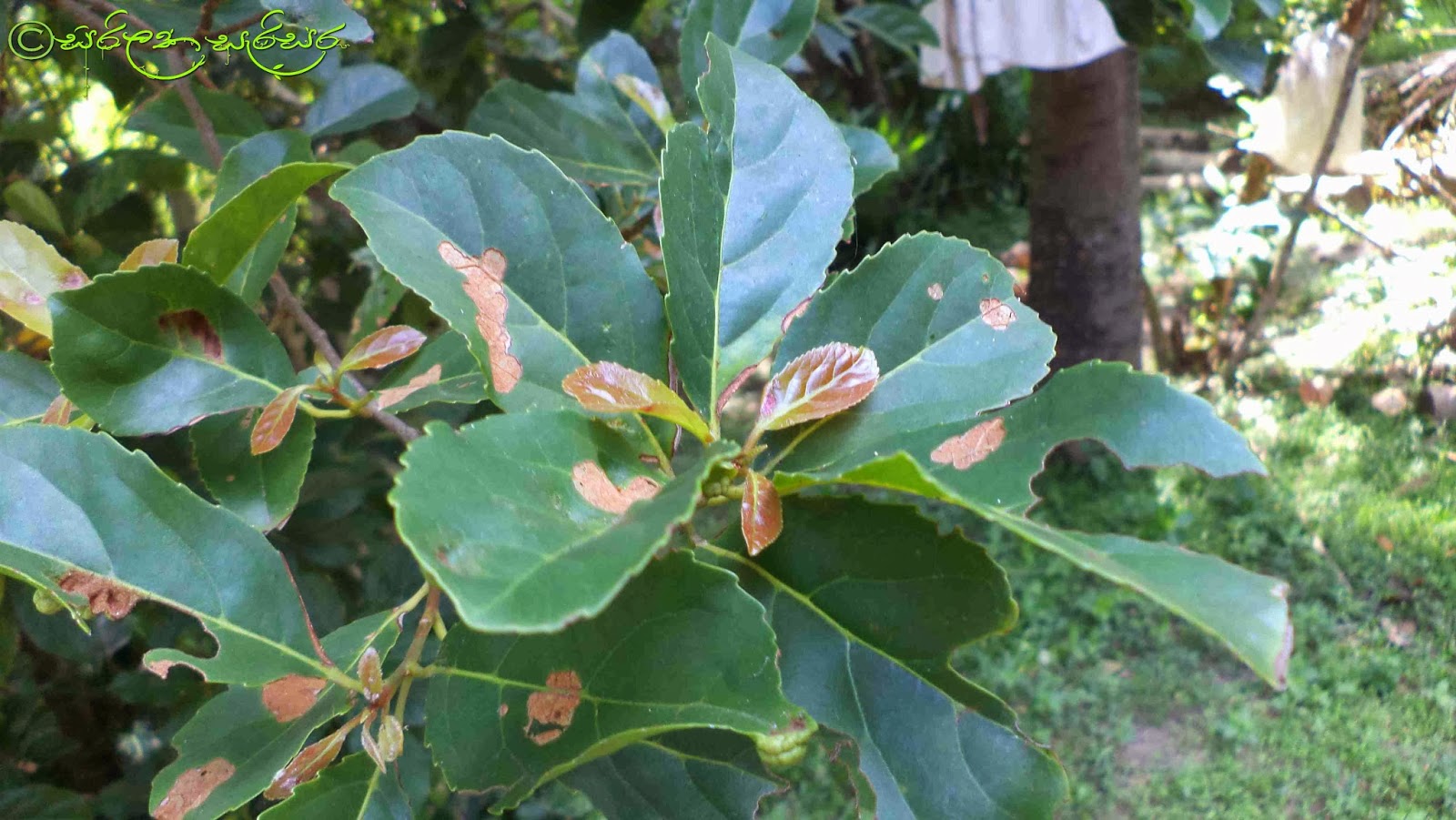 Trees and Plants of Sri Lanka: වෙරළු - Weralu - Veralu - Elaeocarpus ...