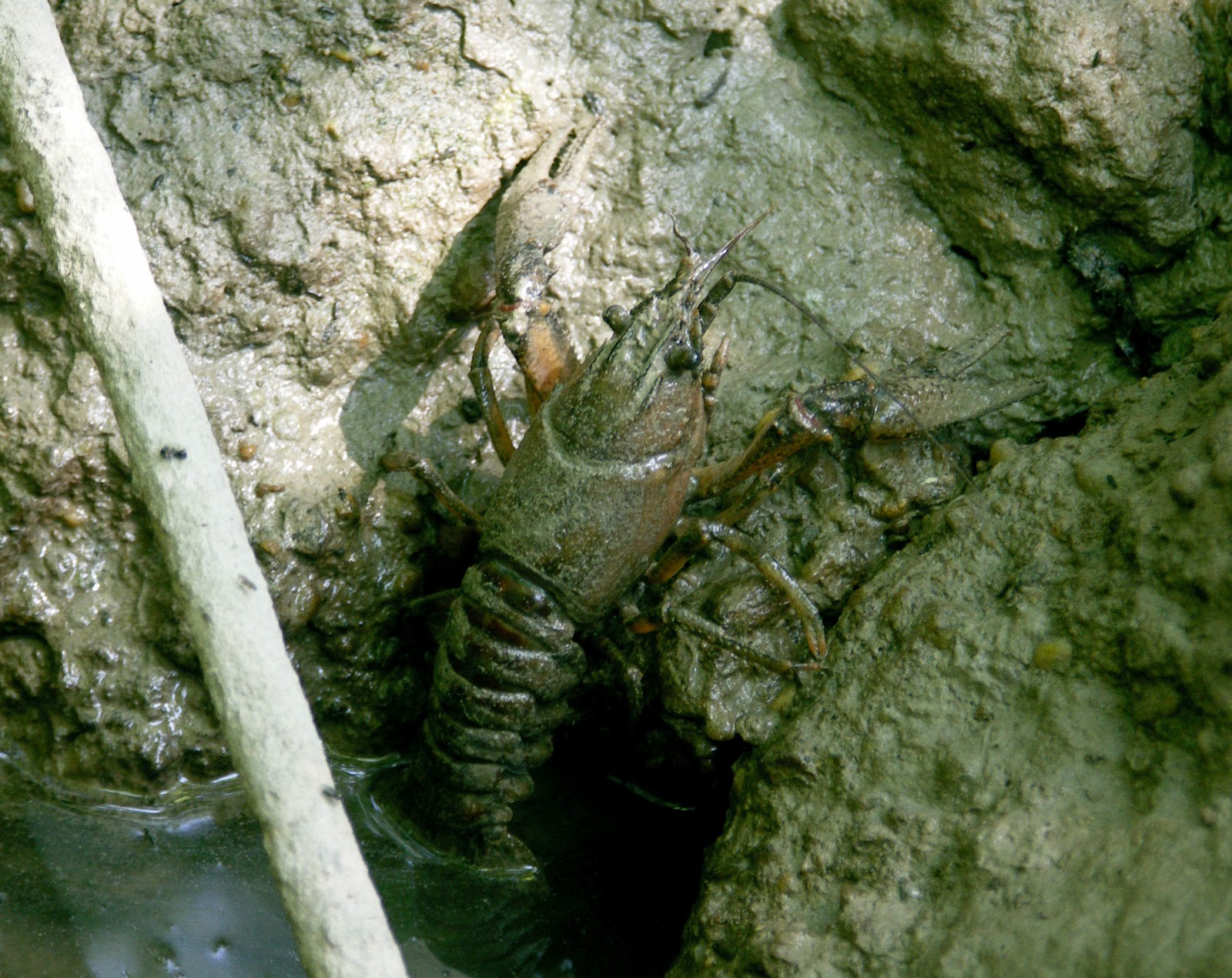 Dunai Szigetek: Nyaraló vadvilág - Egy nap a Rezéti-Dunán