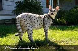 Kucing termahal di dunia