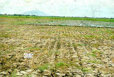 Agriculture: PENGARUH SALINITAS TANAH TERHADAP PERTUMBUHAN TANAMAN