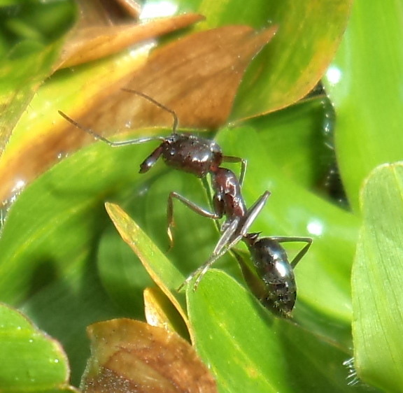 nufaysa: Para Penghuni Halaman Depan