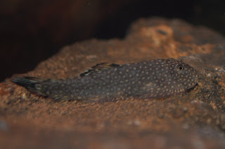 ZOOTOGRAFIANDO (6.100 ANIMALS): LOCHA DE BORNEO (Beaufortia leveretti)