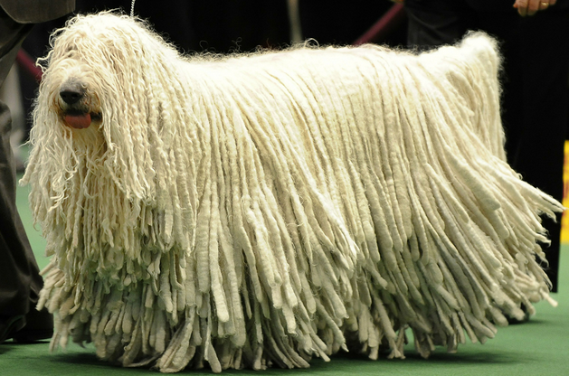 Dogs: Facts You Didn't Know: The Mop Dog