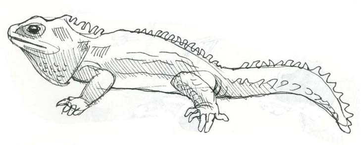 Art by Jeane Nevarez: tuatara