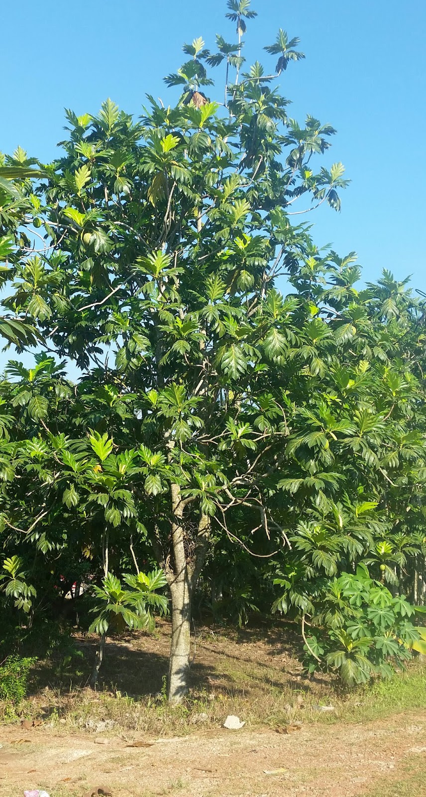 Warisan Petani: Pokok Sukun