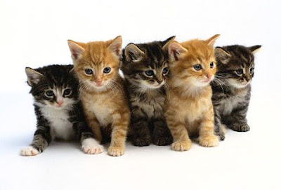 Pictures of kittens