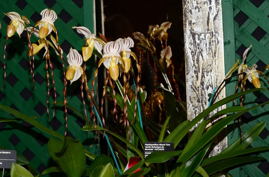 Pictures from Eastern Canada Orchid Show - Orchid Board - Most Complete ...
