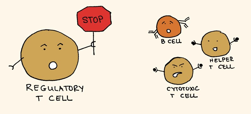 Practical Science, Simple Translations (PSST): Meet Your Immune System