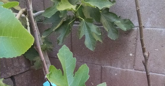 Desert Valley Orchard: Albacor Comuna Fig