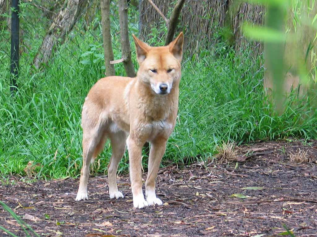 Dingo Wallpapers & Pics | Fun Animals Wiki, Videos, Pictures, Stories