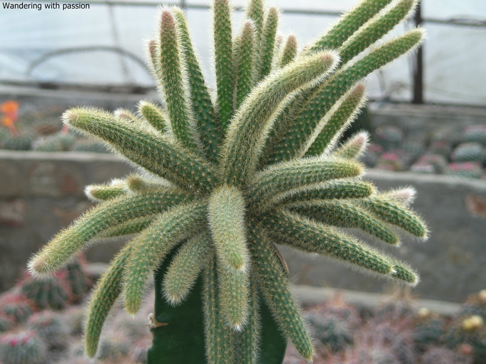 Different Types: Different Types Cactus