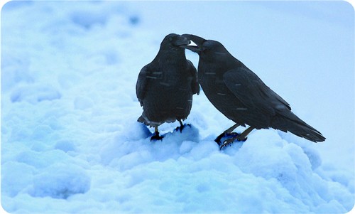 Bits & Pieces | From Astrology to Zen: Crow Animal Totem