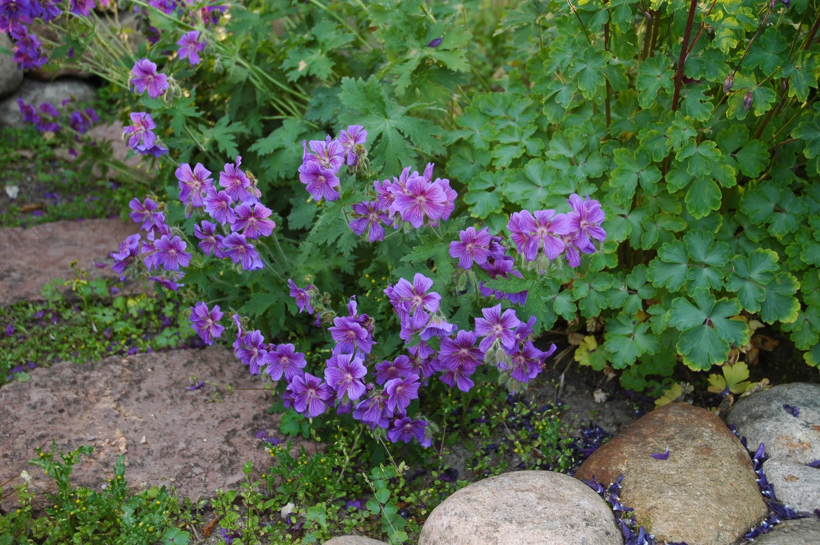 Mit grønne univers: Geranium m.m.