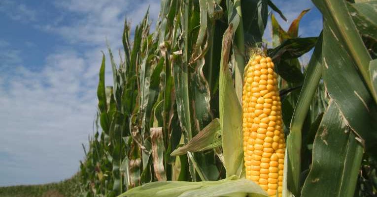 Secrets to successful and profitable maize farming business ...