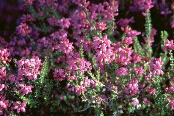 Myths and Misadventures: Celts and selkies…