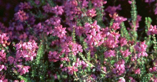 Myths and Misadventures: Celts and selkies…