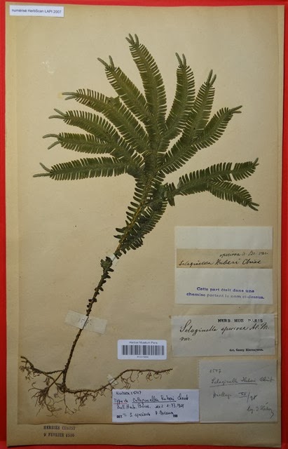 Jacques Huber and the Amazonian Botany: Plant collections