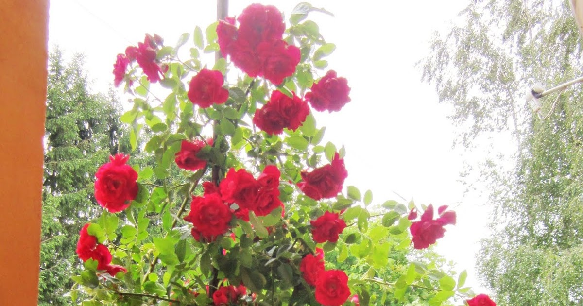 Manni tegemised: Roosid