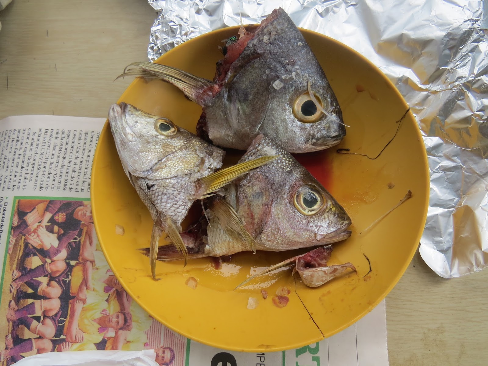 Every Dead Animal I Can Get My Hands On