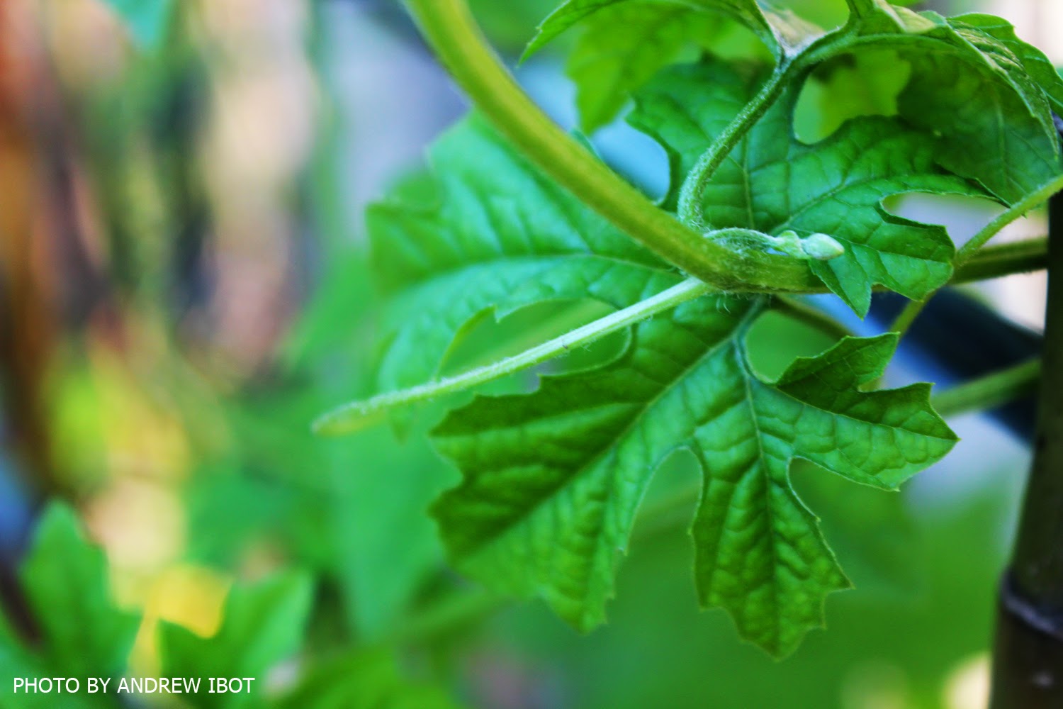 Ako si ANDREW IBOT!: Ampalaya