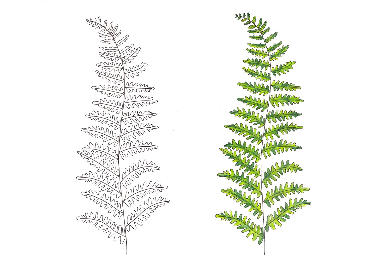 Harper & Blake: Studio Update: The Fantastic Fern