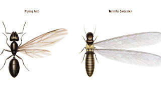 Black Termites With Wings - Black Choices