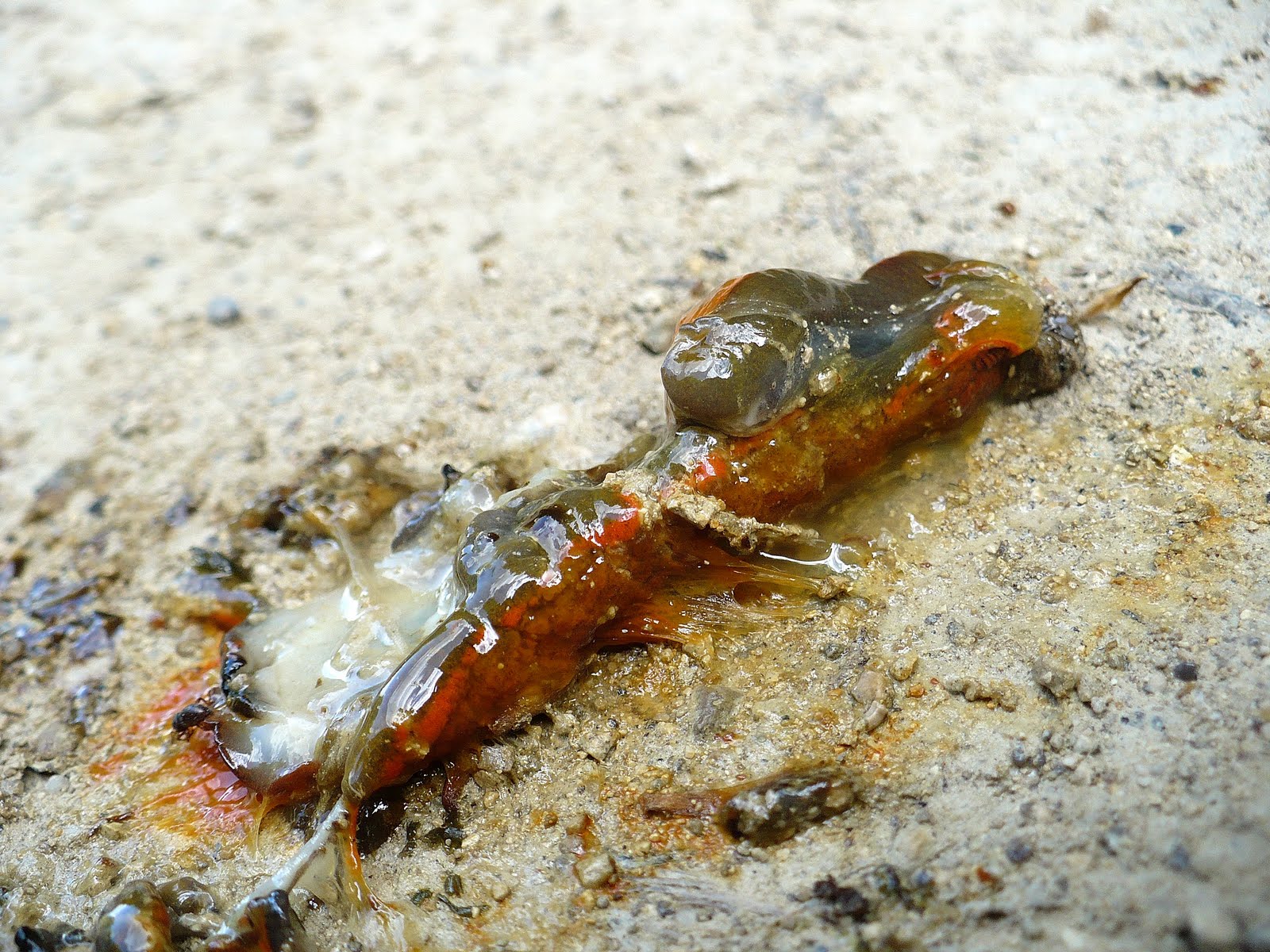 Quelques images de la nature: Une charogne