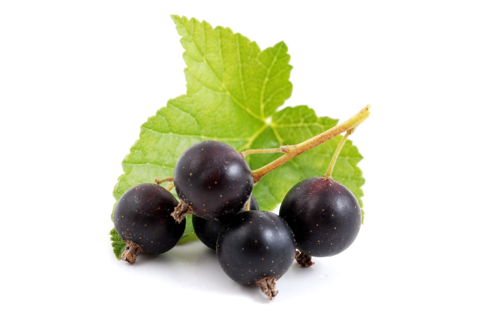 Natura Mundi: Info plante : Le cassis