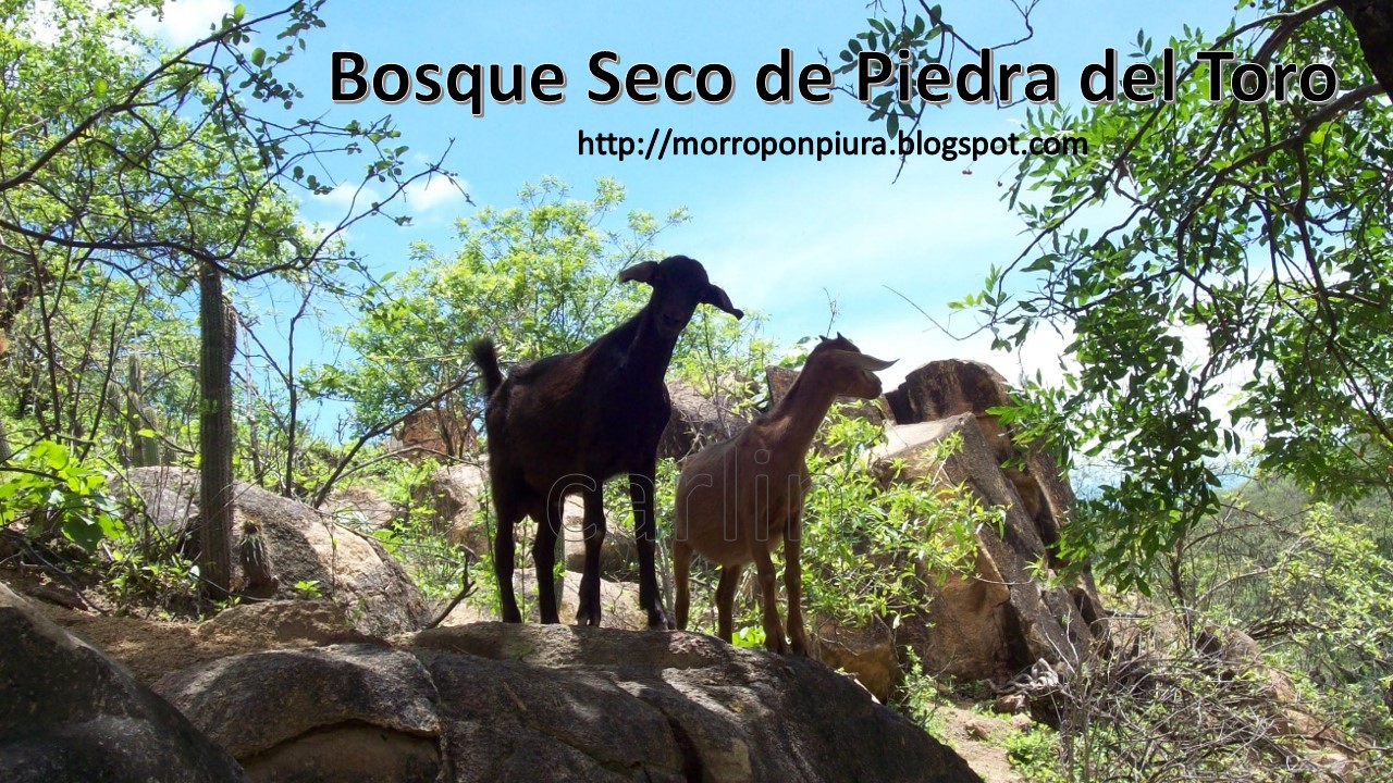 EL CERRO PILÁN ~ MORROPON ECOTURISMO