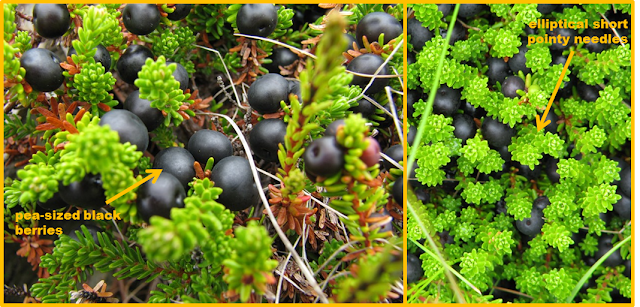 The Moose Curry Experience: Berries to Crow About