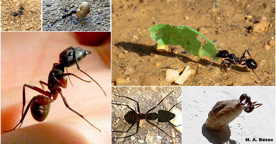 FOTO NATURA HUESCA 2: FORMÍCIDOS Formicidae Pierre André Latreille ...