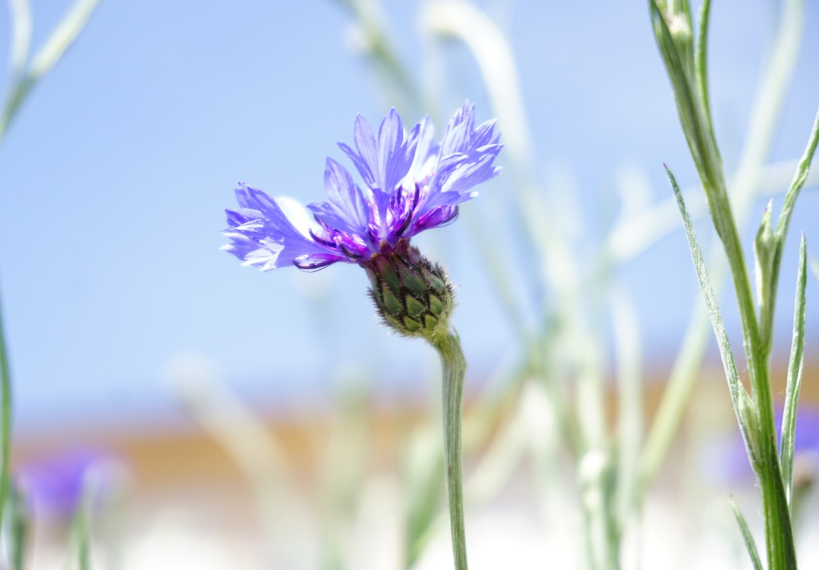 Plantas de Huerta Otea, Salamanca: Aciano, scabiosa, azulejo o pincel ...