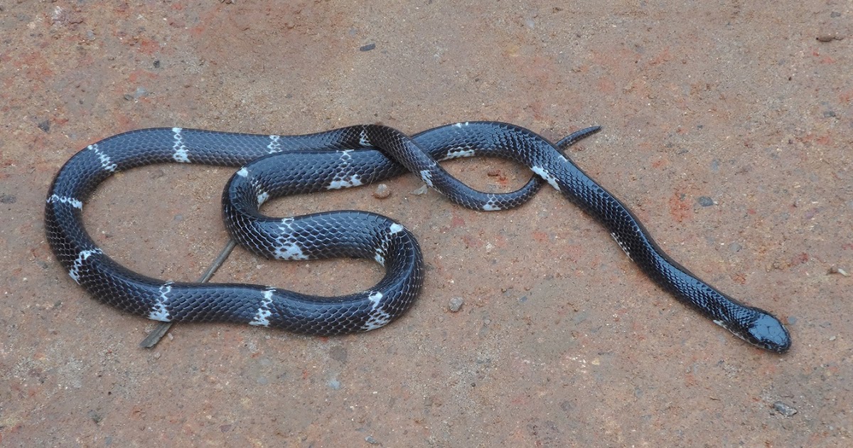 Sri Lankan Krait/මුදු කරවැලා (Bungarus ceylonicus-Günther, 1858)