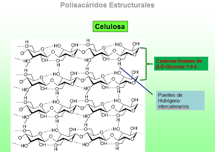 BIOQUIMICA - 2DO AÑO OFICIAL. : CARBOHIDRATOS ==> SACARIDOS ==> GLUCIDOS