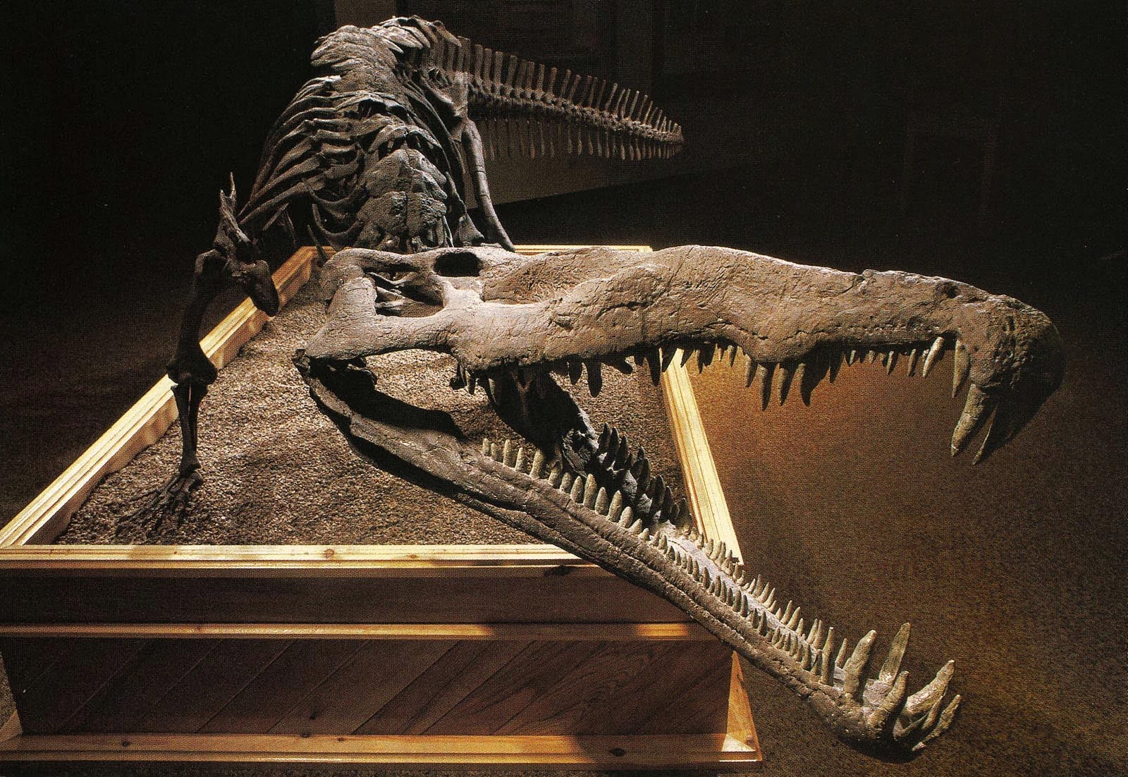 Mundo Pré-Histórico: Fitossauro